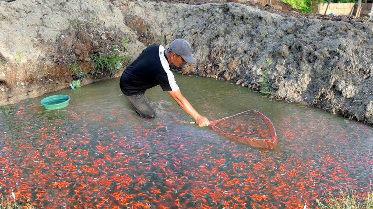 I Was Not Expecting This😨! This Pond is Overloaded With Thousands of ...