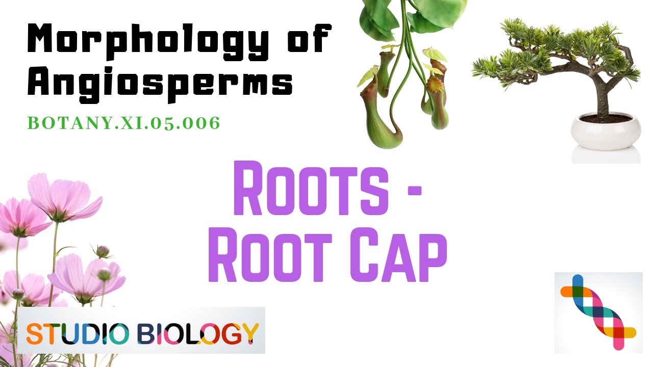 BOTANY.XI.05.006.Morphology of Angiosperms – Roots – Root cap - YouTube