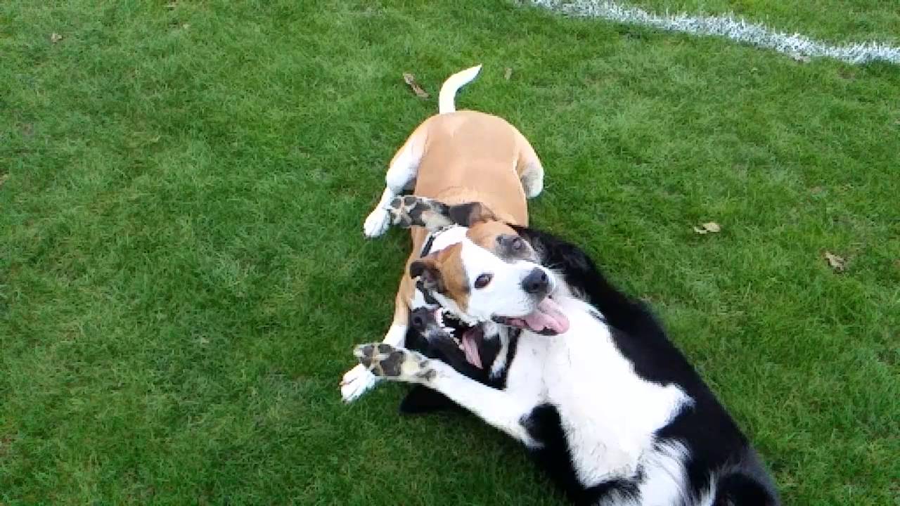 Border collie husky playing with Boxer staff cross.They are Best ...
