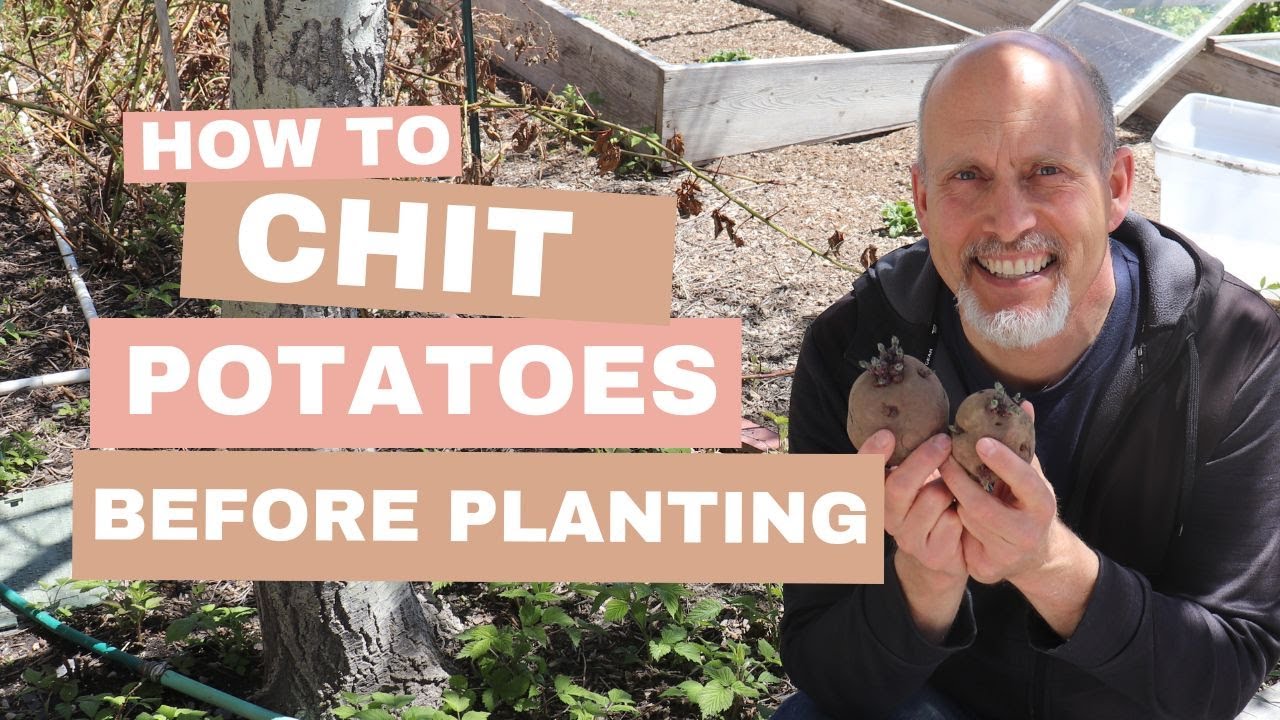 How To Chit Potatoes Before Planting - YouTube
