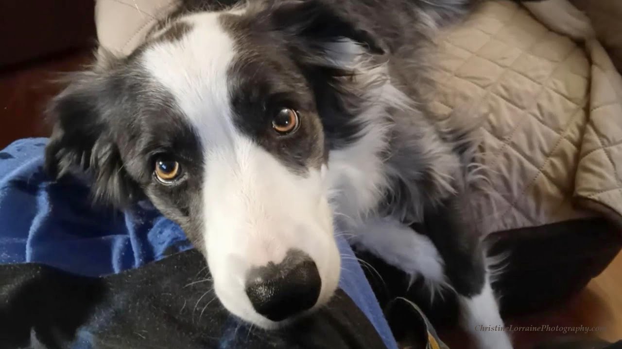 Insomnia Dog Zoey Episode 12: Going to extreme lengths to get petted ...