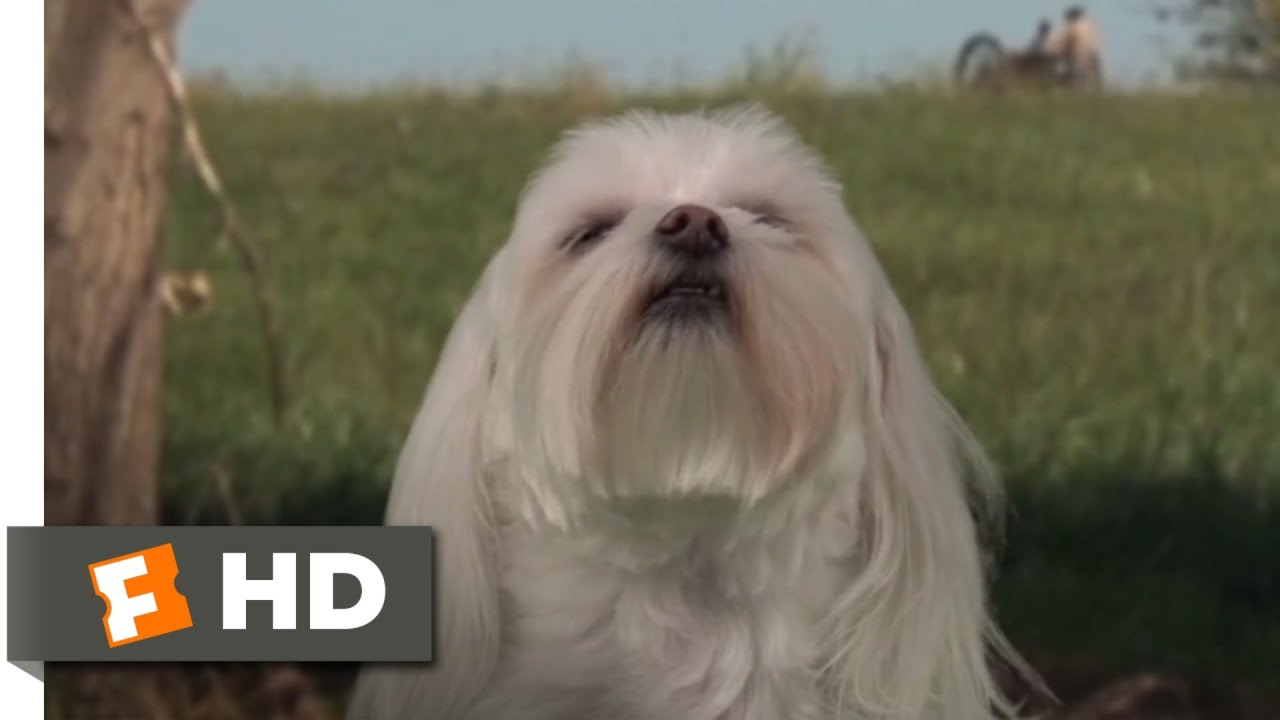 Star Paws (2016) - The Civil War Canine Scene (6/10) | Movieclips - YouTube
