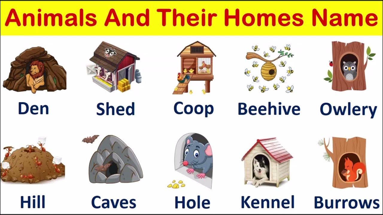 Animal and their Homes Name in English | Animal Homes Vocabulary - YouTube