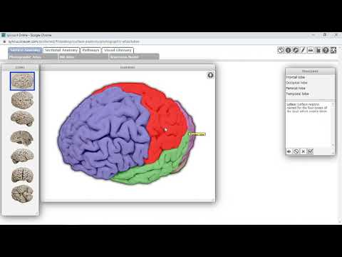 TEORICO NEUROF Parte 5/5:”Corteza Cerebral (continua II)” - YouTube