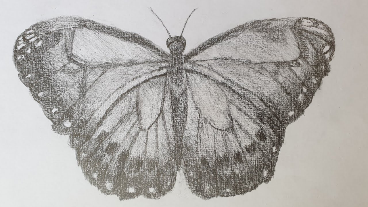 Cum desenez un Fluture 🦋 | Desene în creion | - YouTube