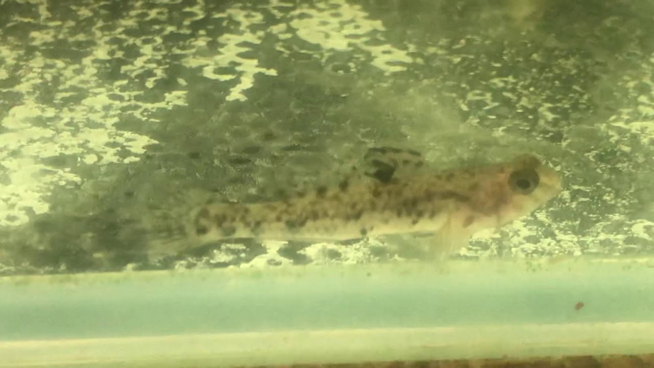 Speckled goby Redigobius bikolanus - YouTube