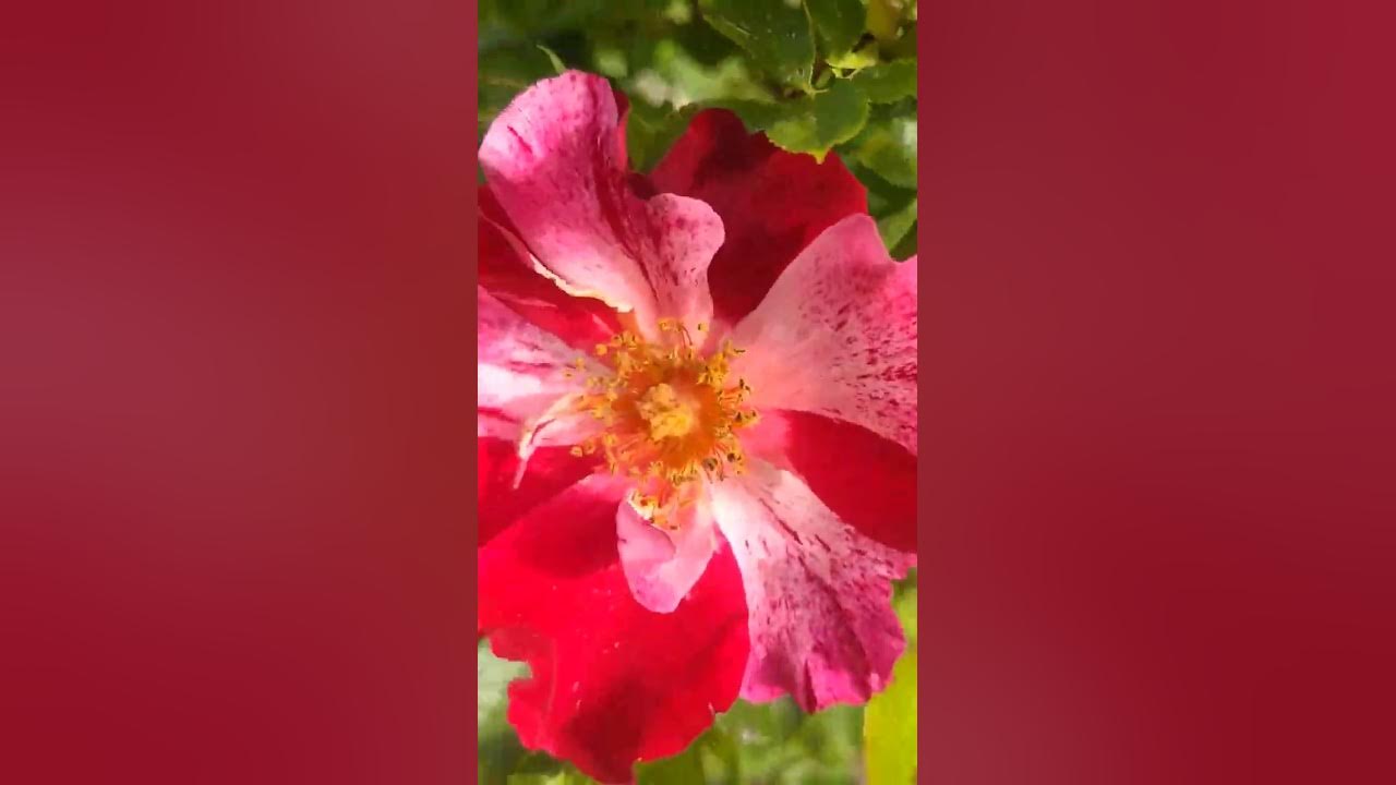 16 июня 2024 роза Крейзи фо Ю - YouTube