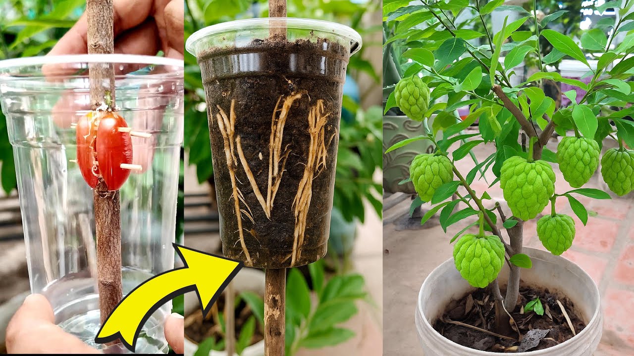 🌿Natural Way To Grow: How to Propagate Custard Apple Tree with ease ...