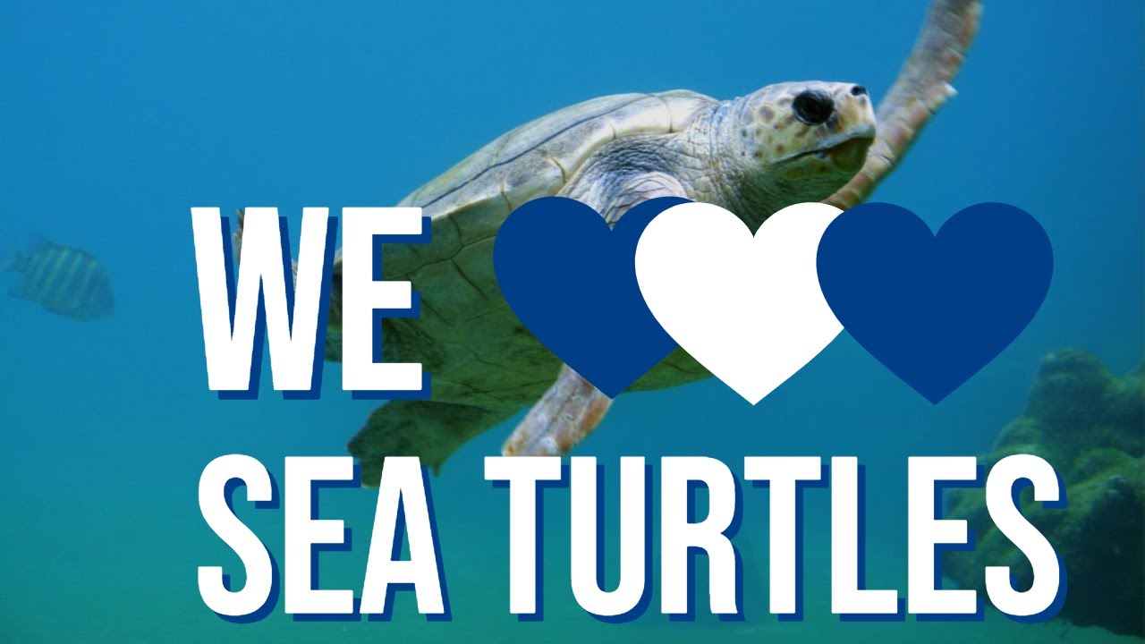 Sea Turtles are Awesome - YouTube