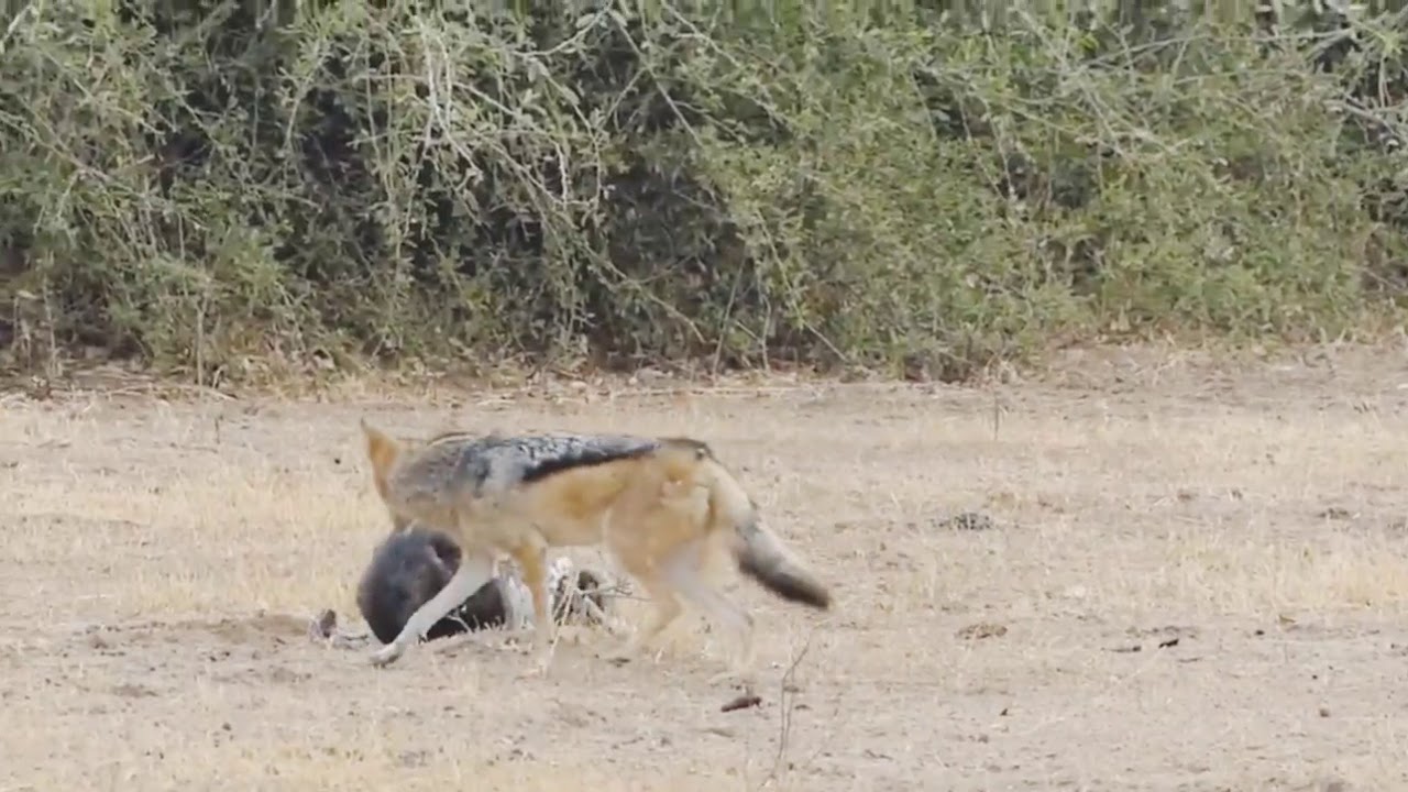 Honey Badger Vs Snake and Fox // Animal Fight//Honey Badger Vs Phyton ...
