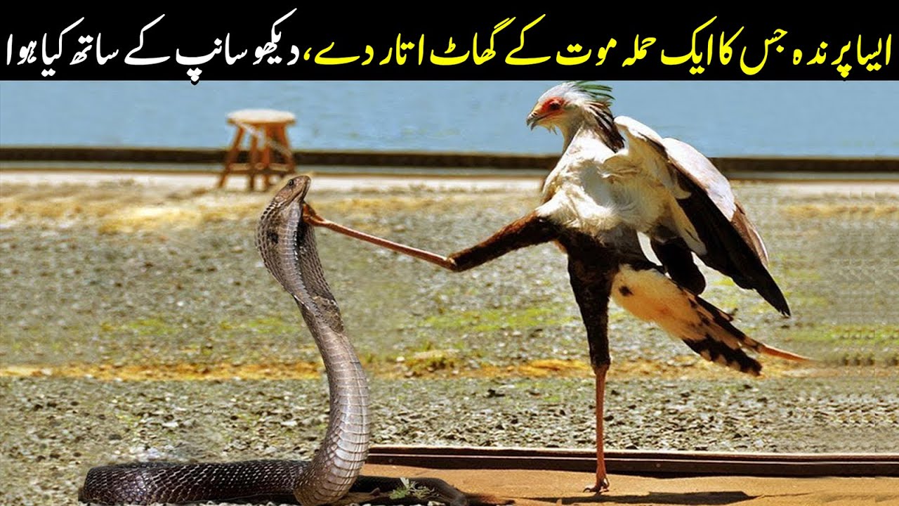 This Bird Will Make You Shook In A Second | Planet Earth - YouTube