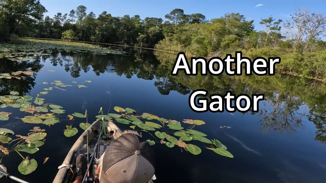 Another Gator - YouTube