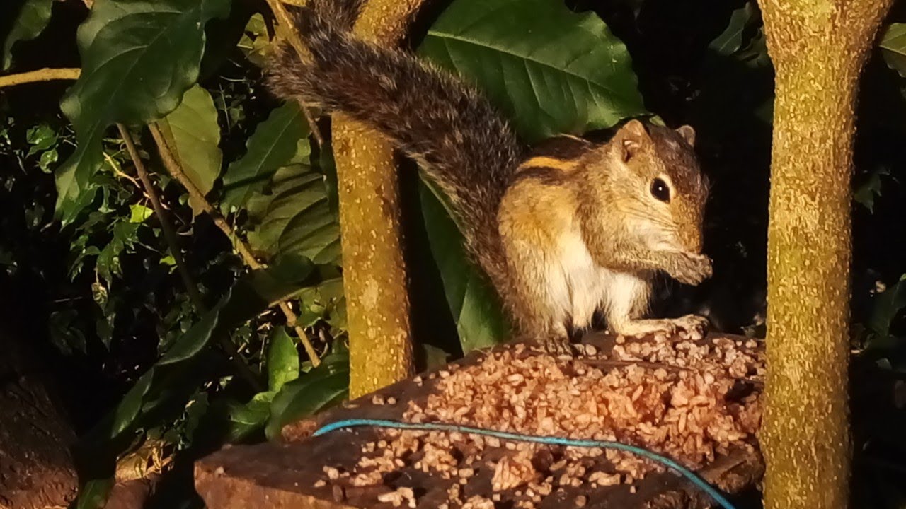 A Cute Squirrel 🐿 24.09.2022 (Nature Lover) Bird Feeder ලේනා බත් කනවා 🐿 ...