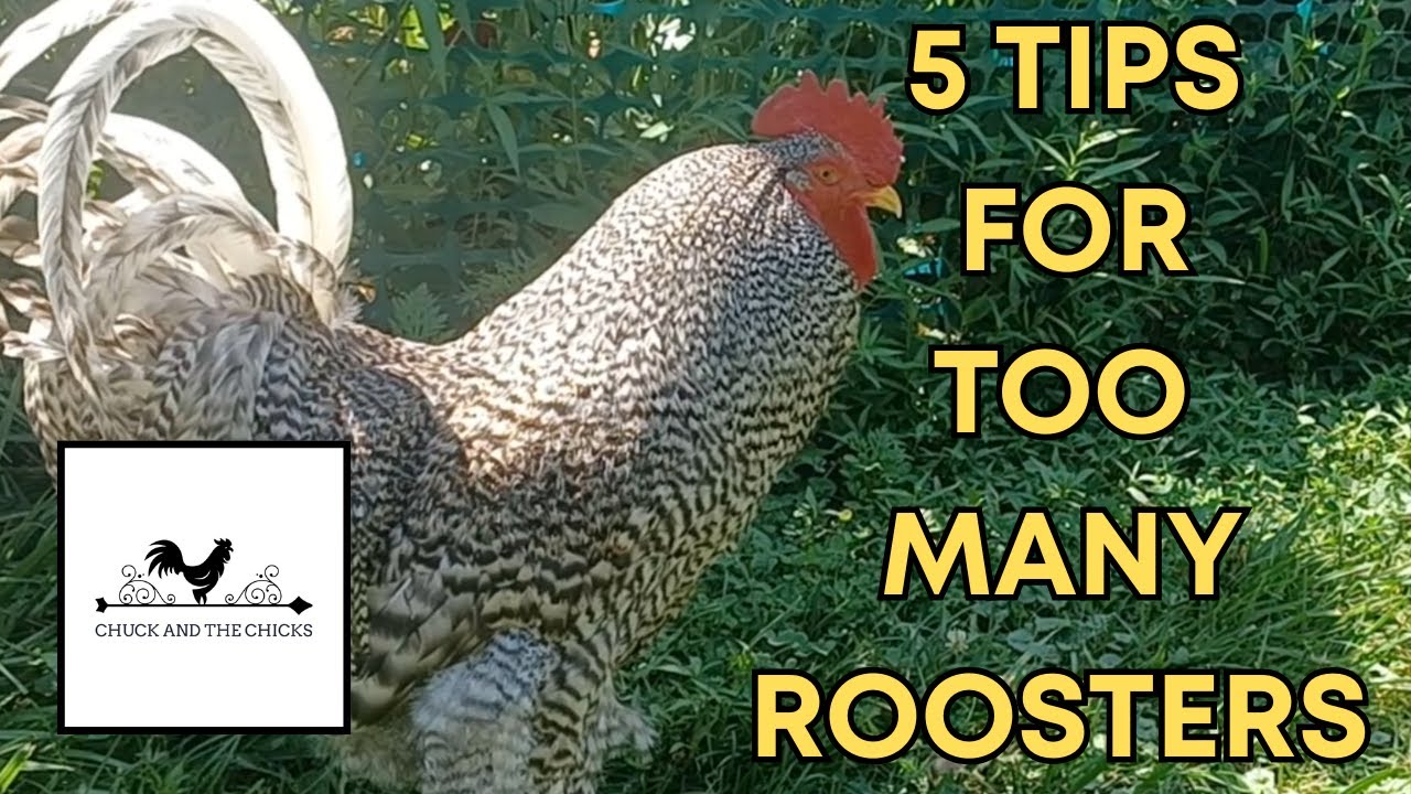 5 Tips For Too Many Roosters - YouTube