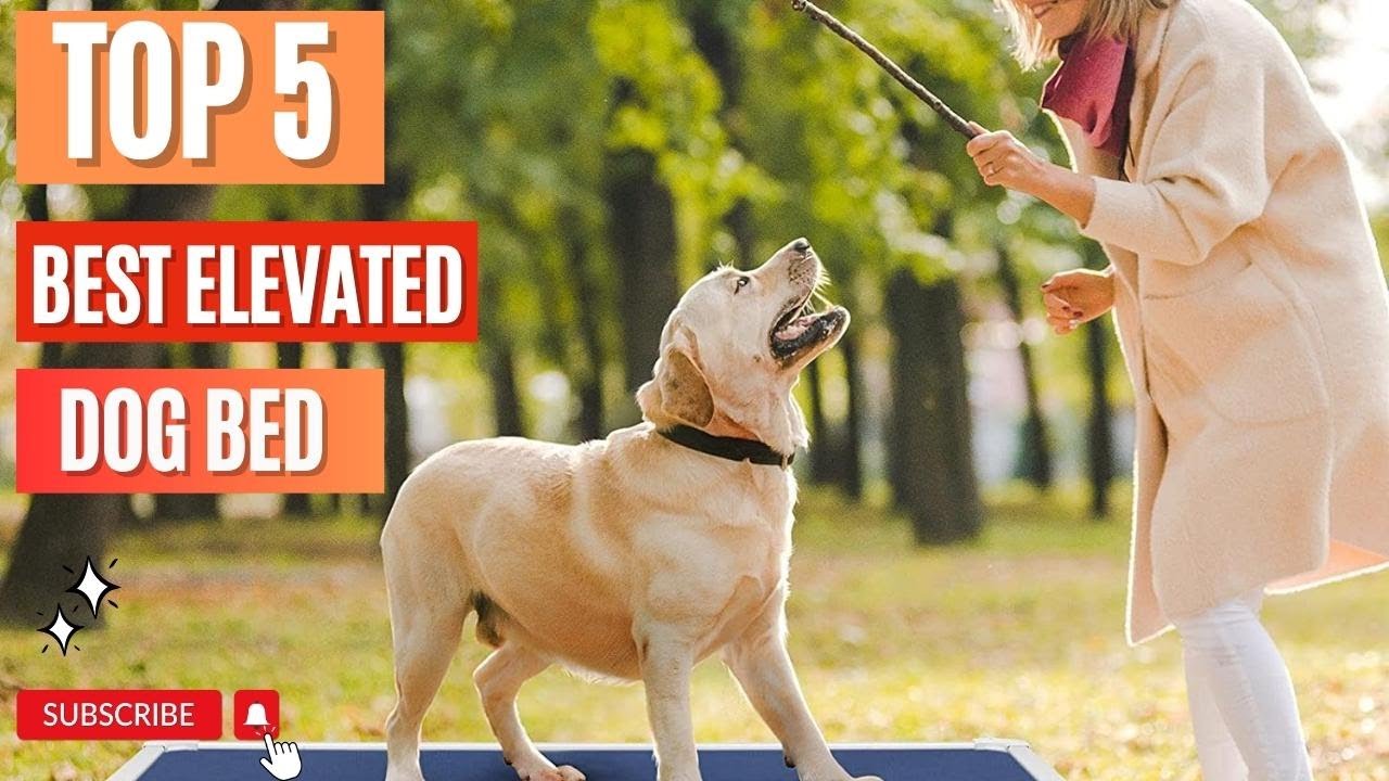 Top 5 Best Elevated Dog Bed || Elevated Bed For Dogs - YouTube