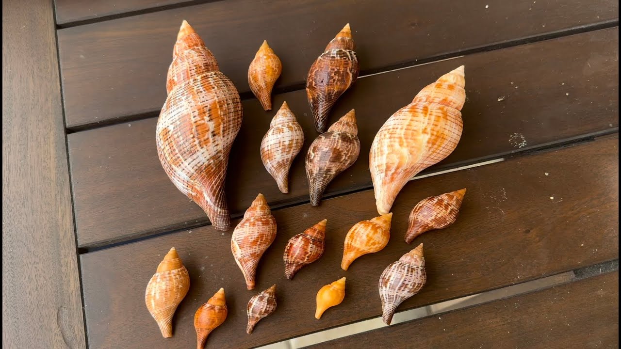 Episode 96: Sand Dollar and Shell Cleaning! - YouTube