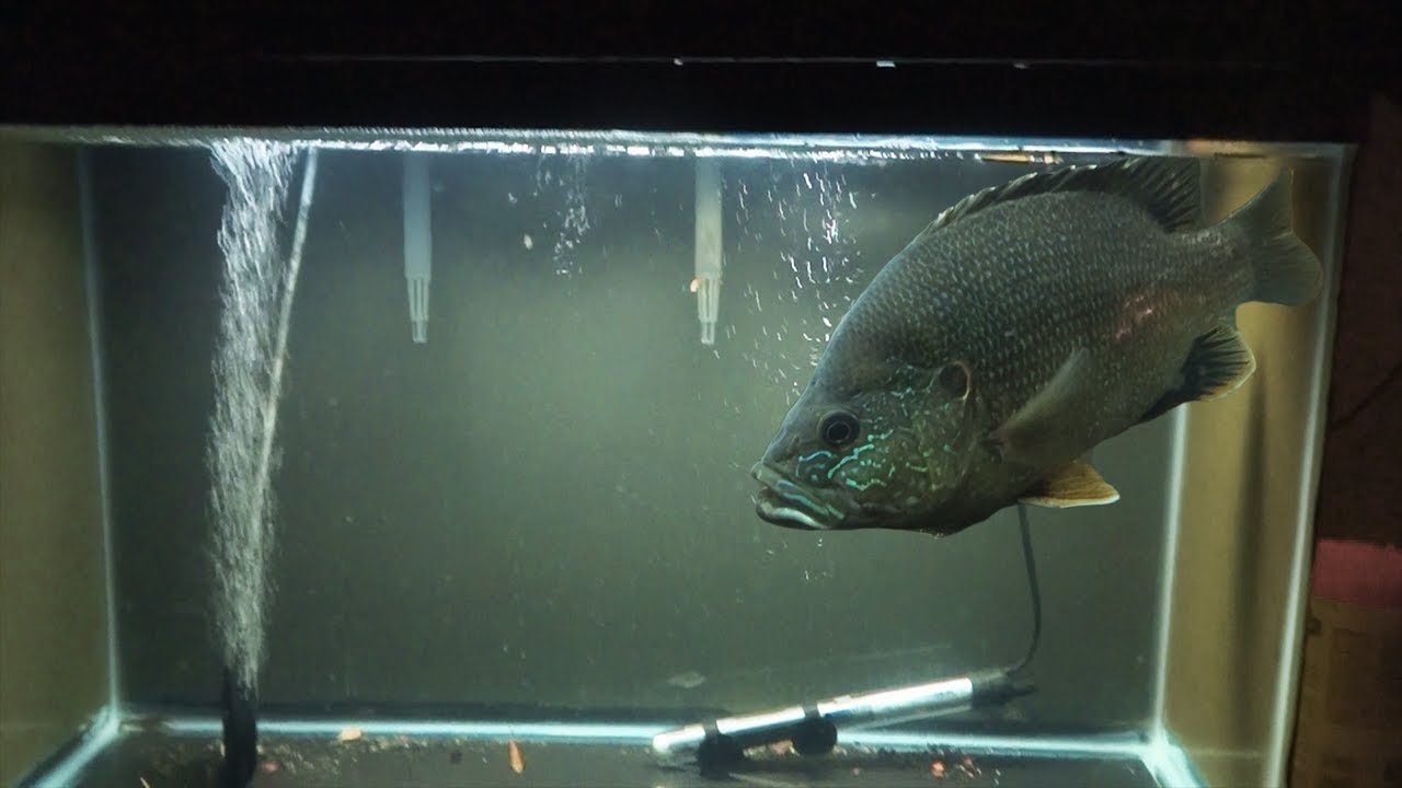 Green Oscar Fish