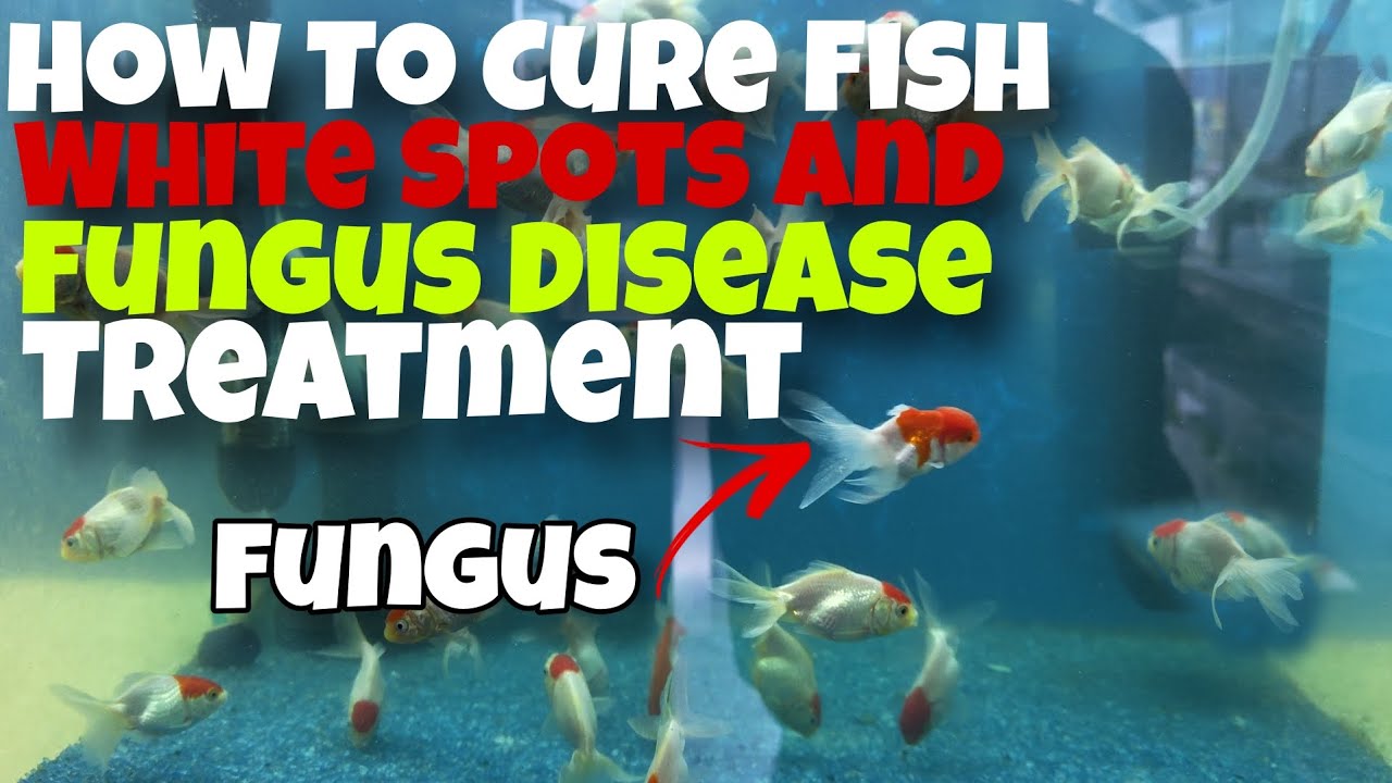 Aquarium Fish Disease || Fungus And White Spots Treatment Information 🔥 ...