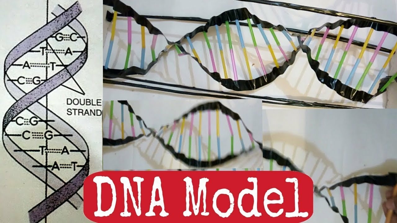 How To Make DNA Model Using Straws CraftCraver YouTube How To Make DNA Model Using Straws CraftCraver YouTube