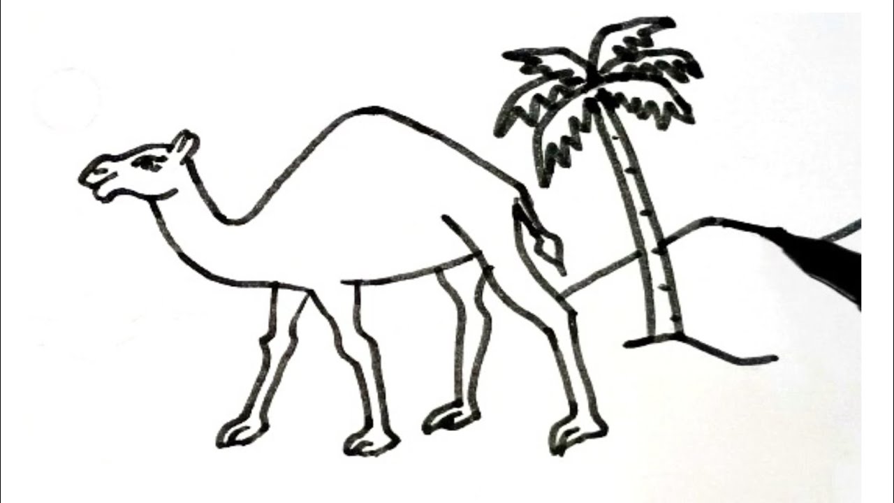 How To Draw A Camel || Camel Drawing - YouTube