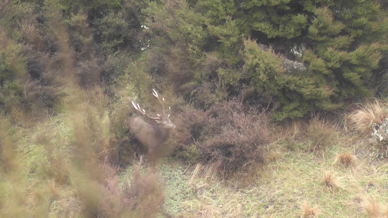 Pete finally gets his 1st sika stag - YouTube