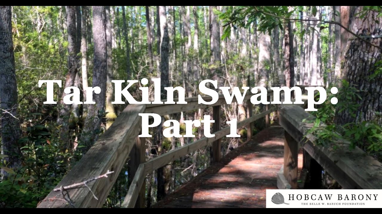 Tar Kiln Swamp Part 1 - YouTube