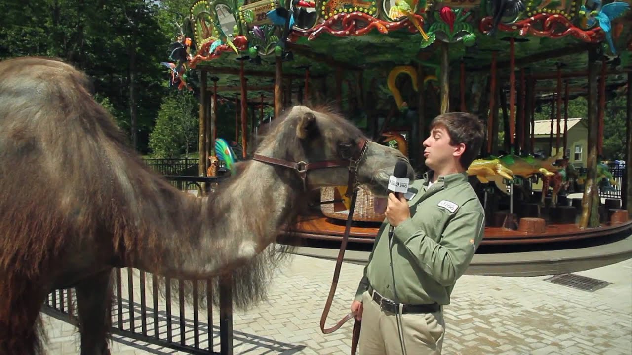 Conservation Carousel at the Toronto Zoo with host Steve Dangle - YouTube