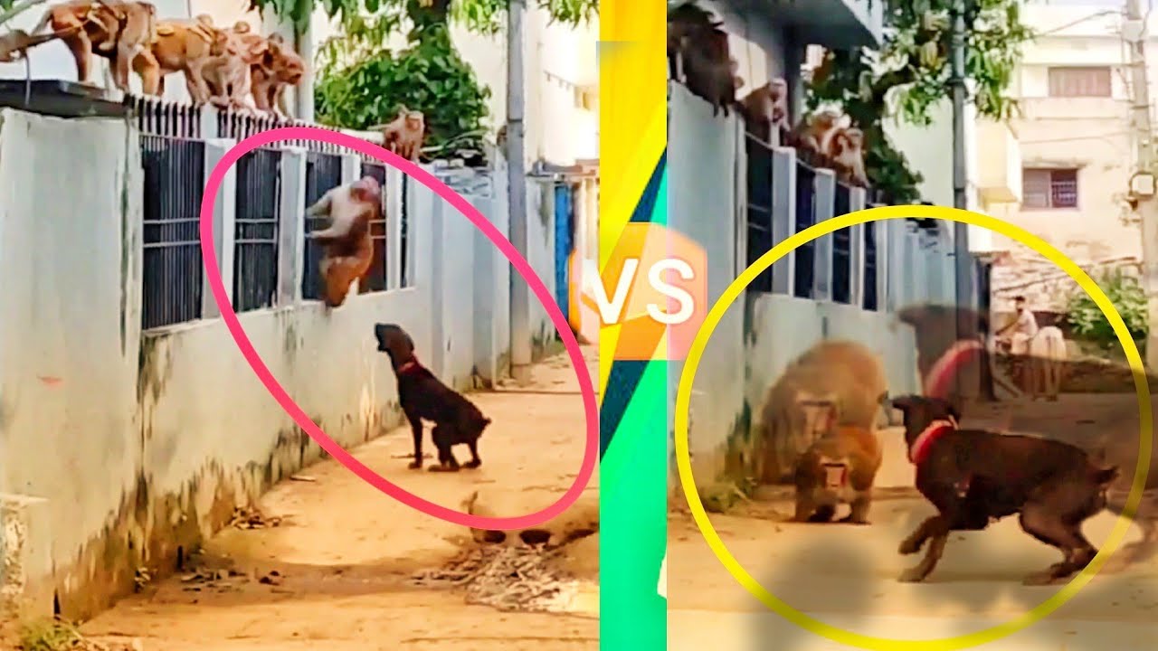 Doberman attacks Monkey | 🐶 🆚 🙈🐒 | dog vs monkeys | dog loyalty | dog ...