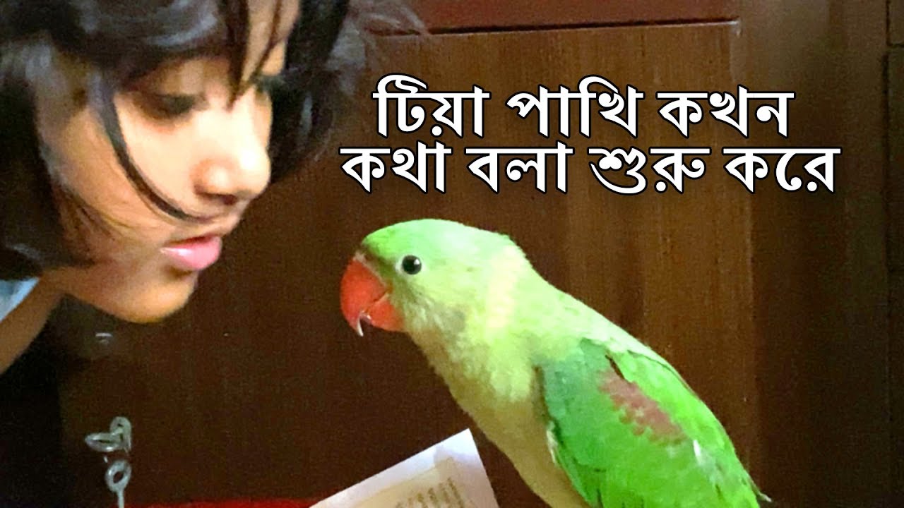 Baby Parrot Talking Learning time | Alexander Parrot - YouTube