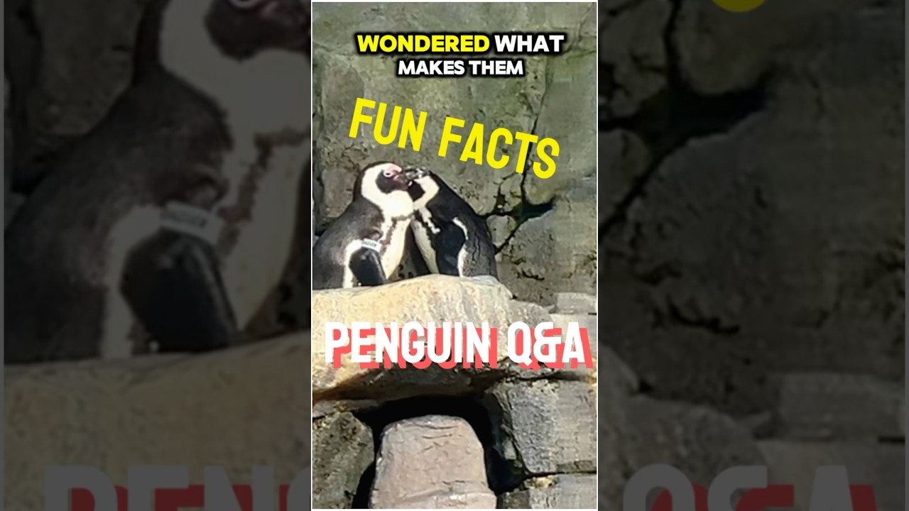 The Adorable Penguin: Natures Most Adaptive Creature - YouTube