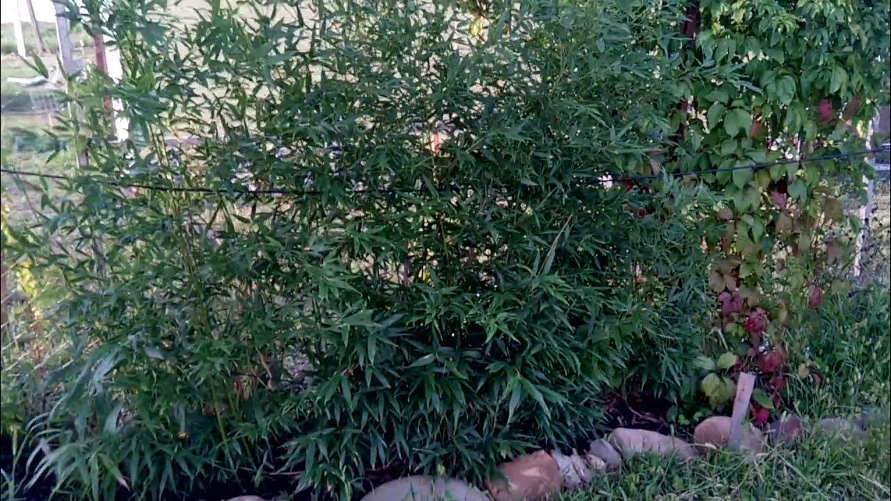 Бамбук морозостойкий! - YouTube