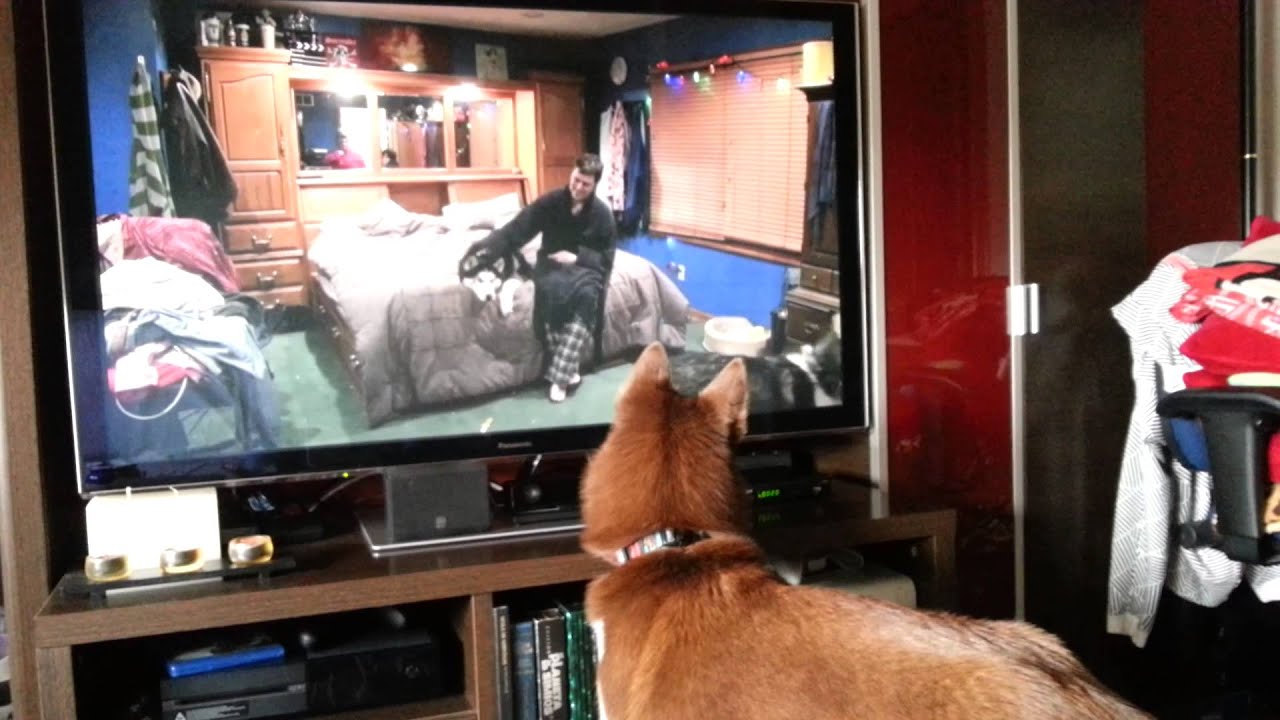 Leia viendo perros en la tele - YouTube