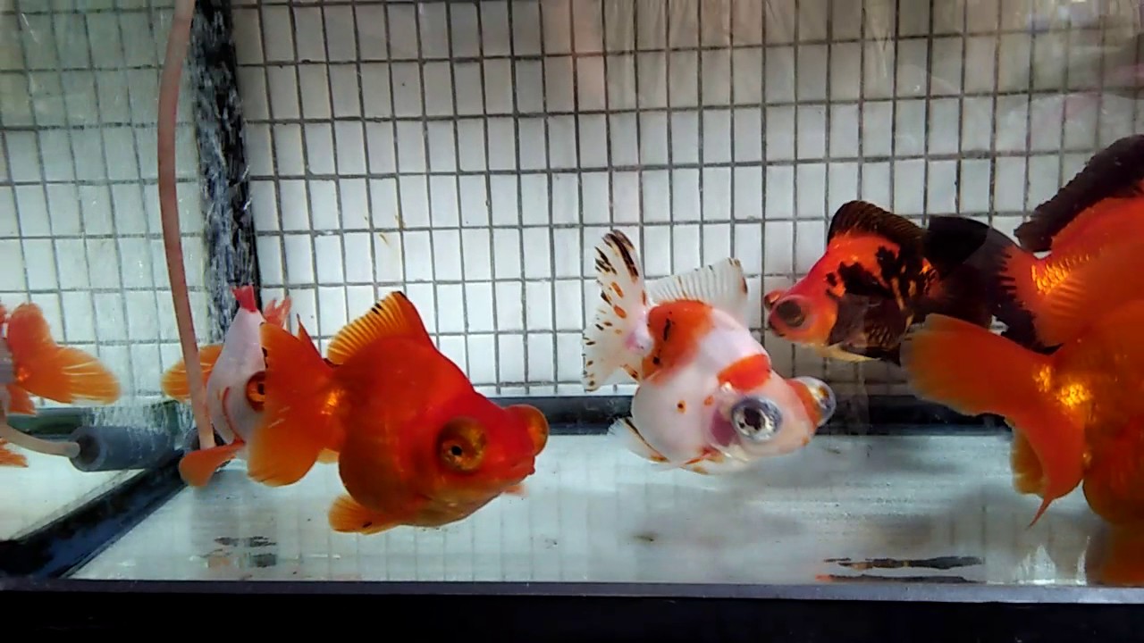 ~~*優蘭歷境*~~201707190814*~~出目金 DRAGON EYE goldfish - YouTube