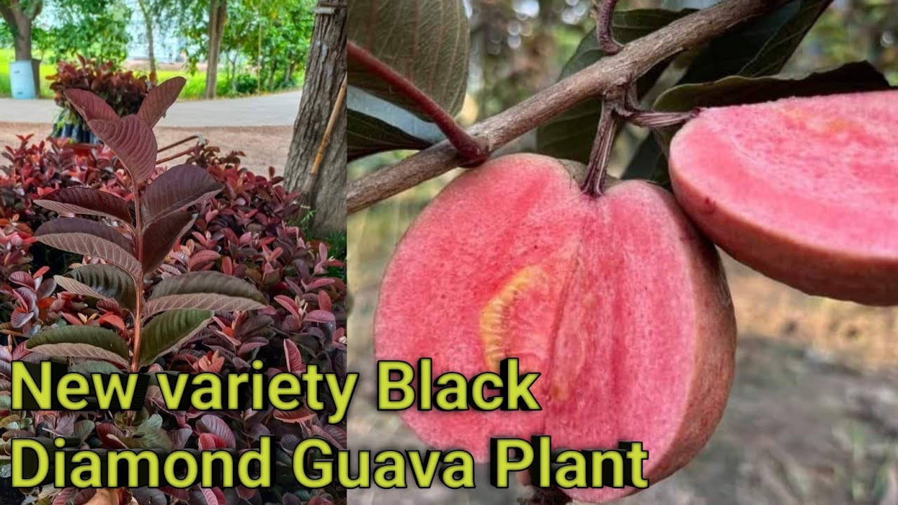 Black Diamond Guava/new varietyBlack Diamond GuavaPlant farming full ...