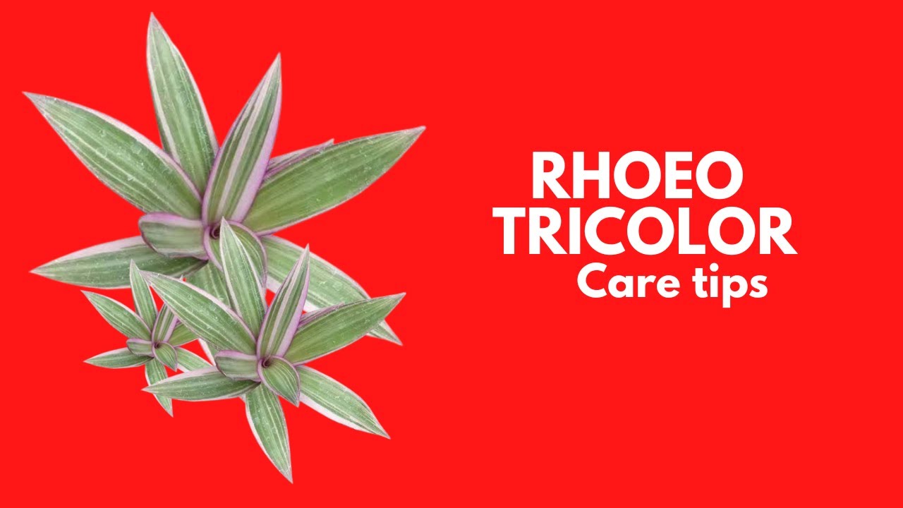 || RHOEO TRICOLOR || TRADESCANTIA SPATHACEA || CARE TIPS || - YouTube