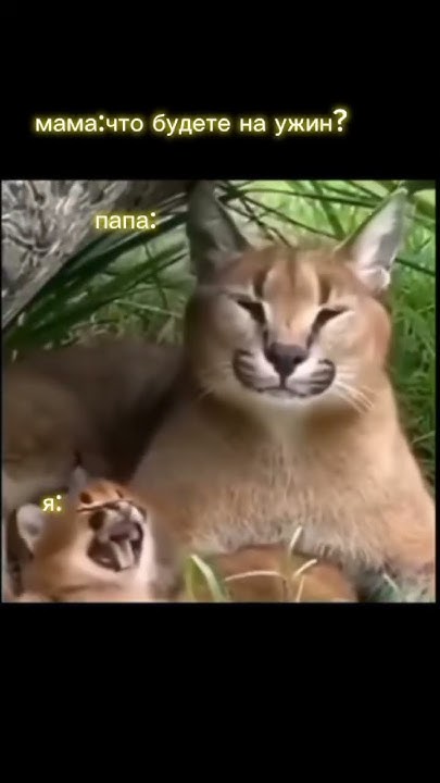 пельмени#рекомендации #шлепа учит шлëпку - YouTube