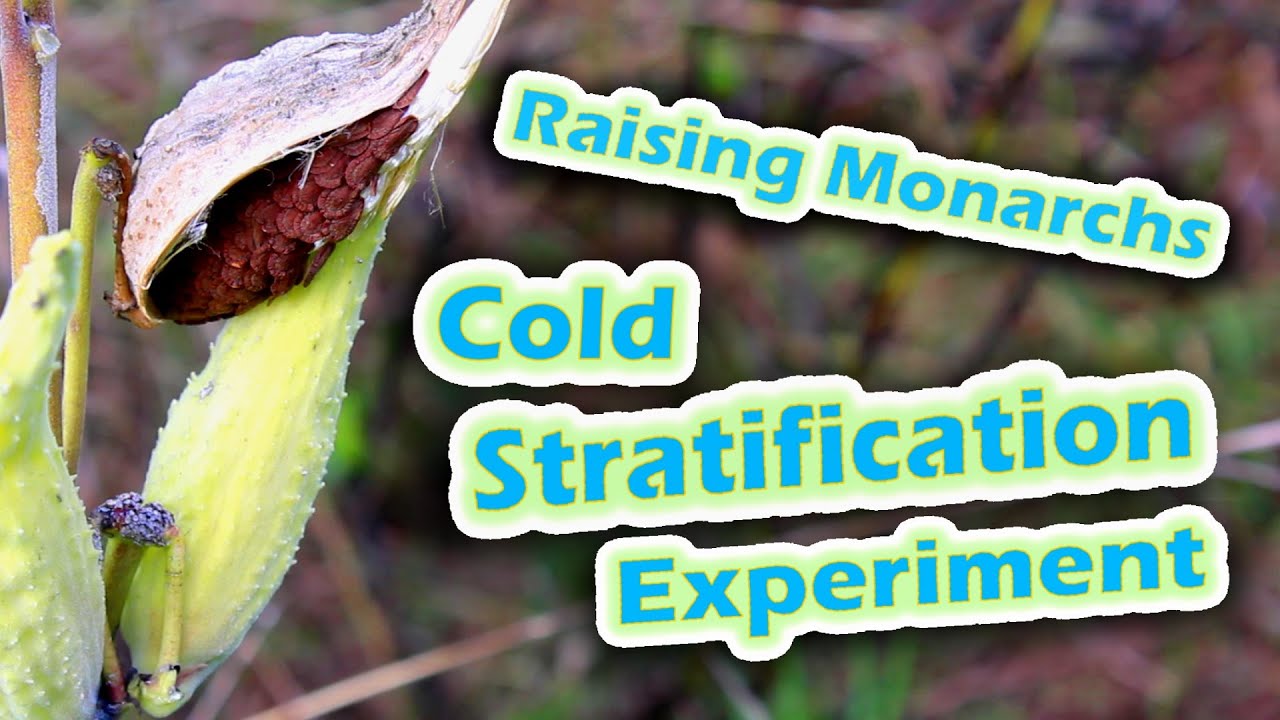 Raising Monarchs - Cold Stratification Experiment (Help The Monarch ...