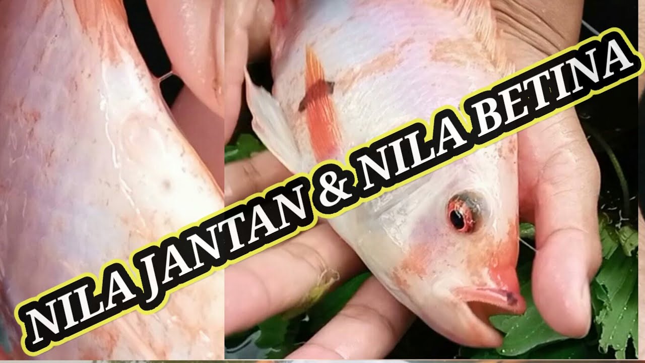 Cara Mudah Membedakan Ikan Nila Jantan Dengan Ikan Nila Betina Youtube
