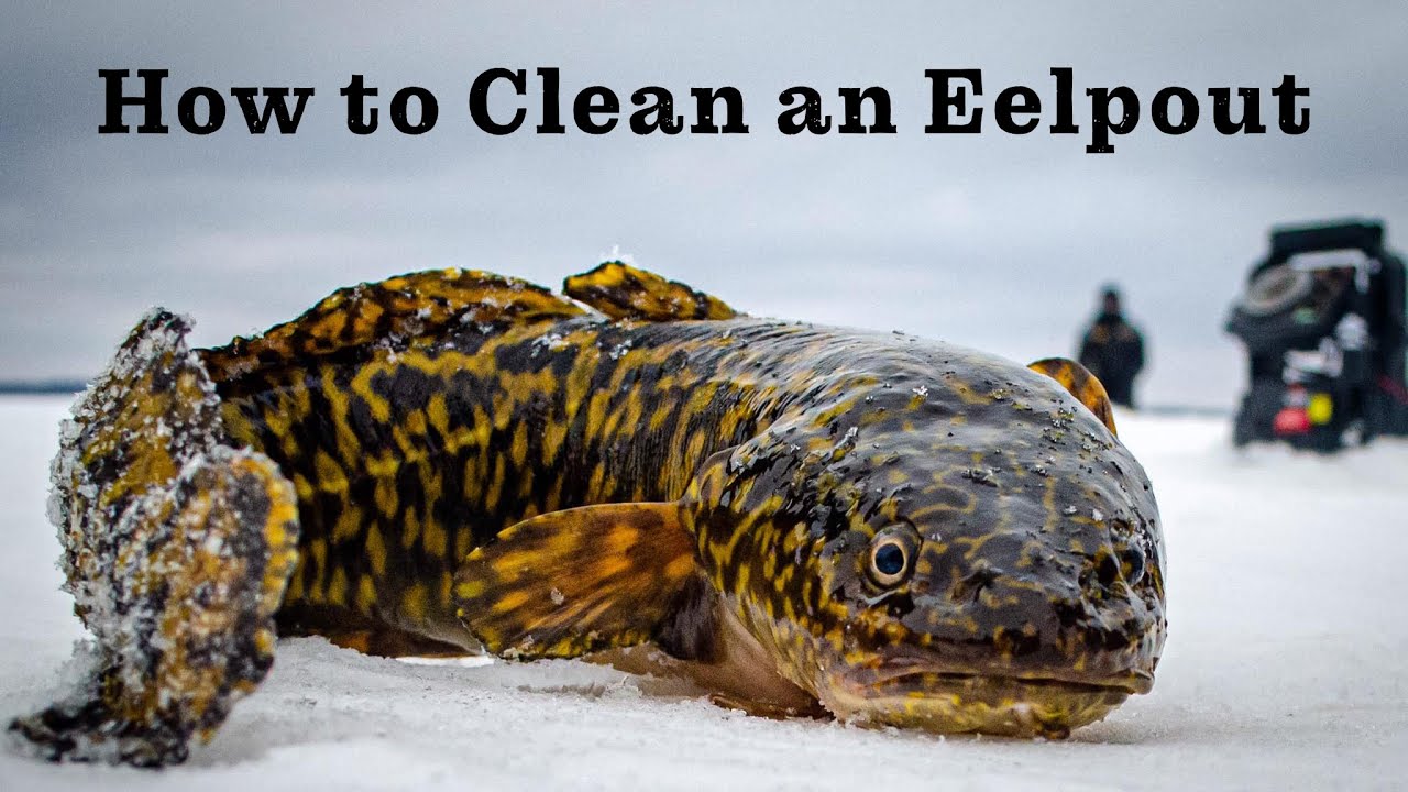 How to Clean an Eelpout (Burbot) - YouTube
