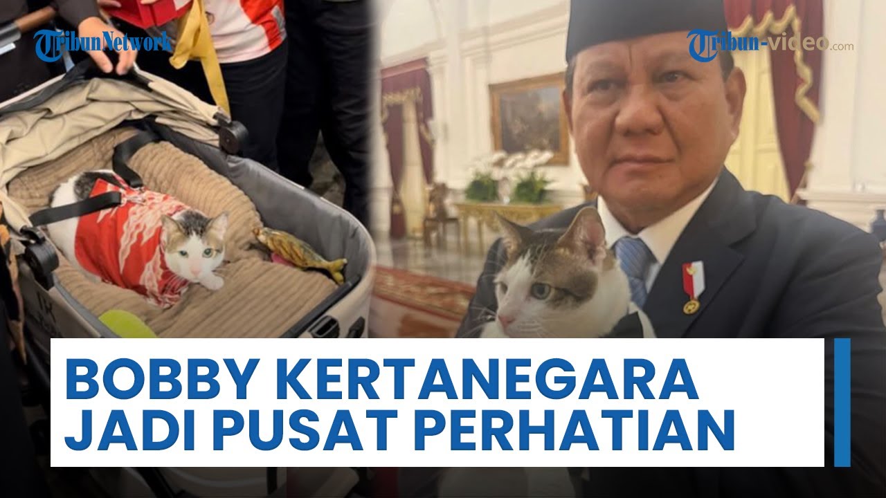 Kucing Bobby Kertanegara Milik Prabowo Dikawal Ketat, Jadi Pusat ...