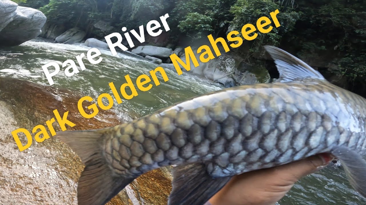 Dark Golden Mahseer, Rare Fish, my Favourite Fish from Pare River # ...