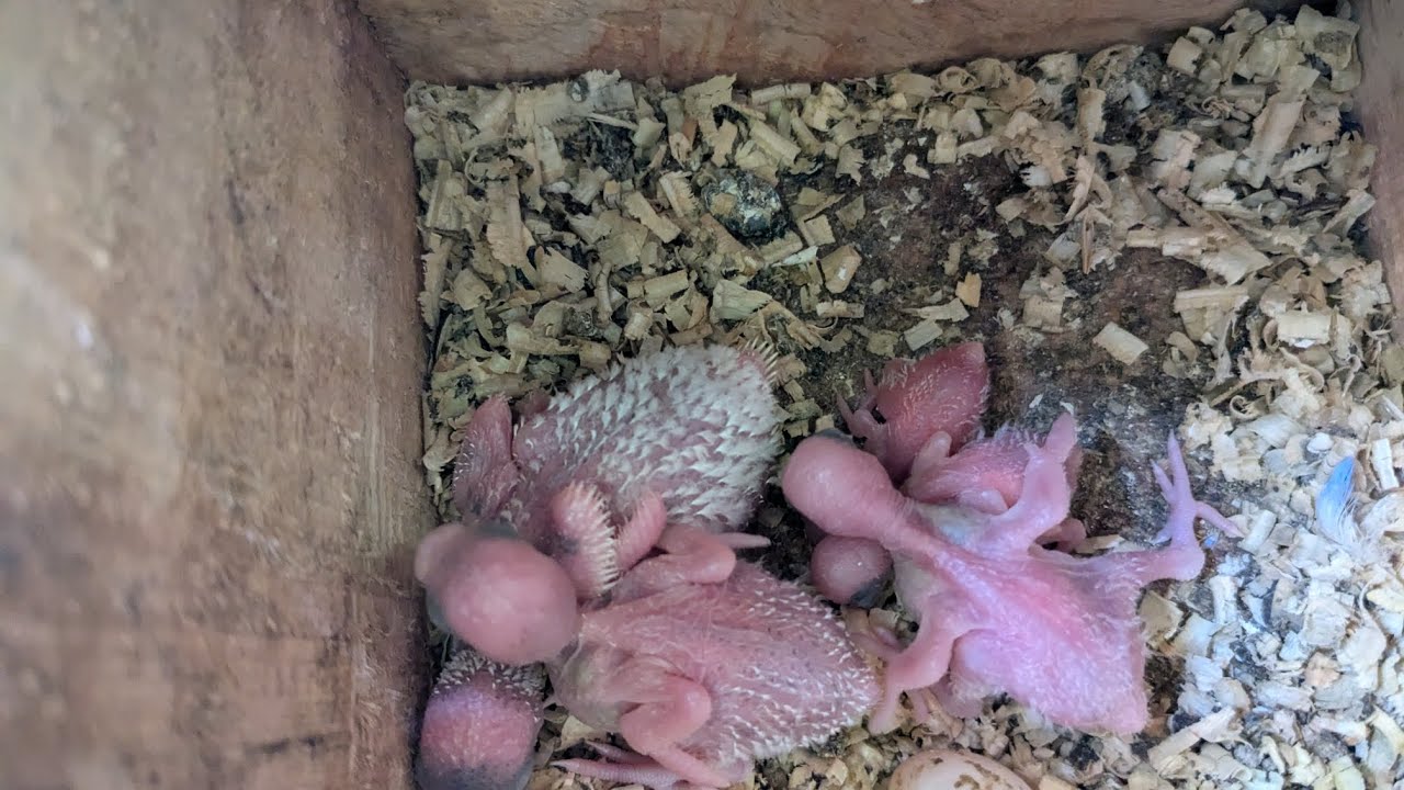 happy budgies chicks | cute birds pets aviary | colorful pet birds ...