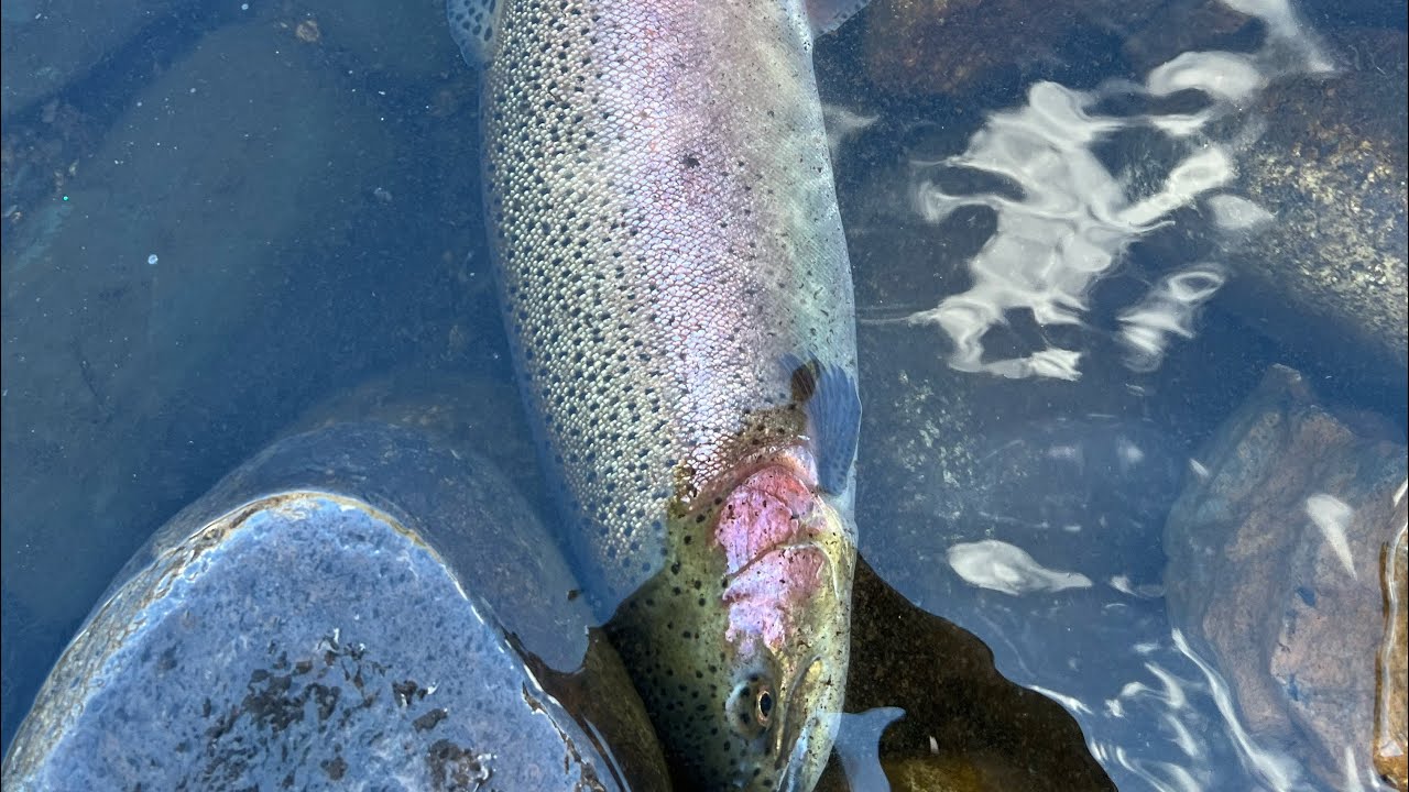 Lower kings River - YouTube