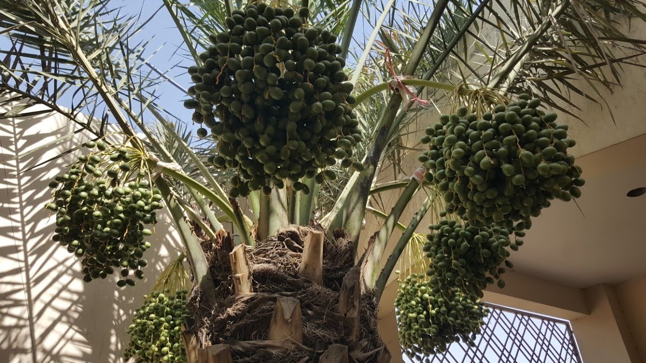 Grow dates at home complete guide step by step | kahjoor ghar pr asani ...