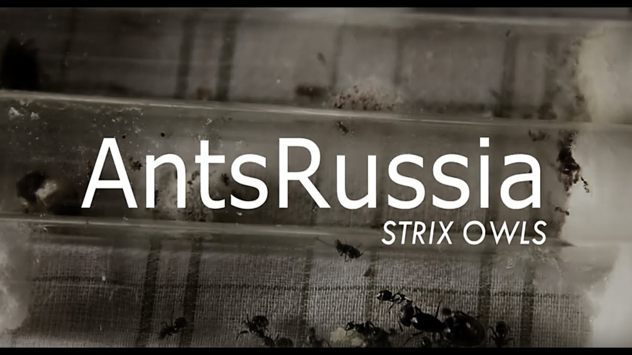 The Ants of Russia | first video - Camponotus vagus, Messor structor ...