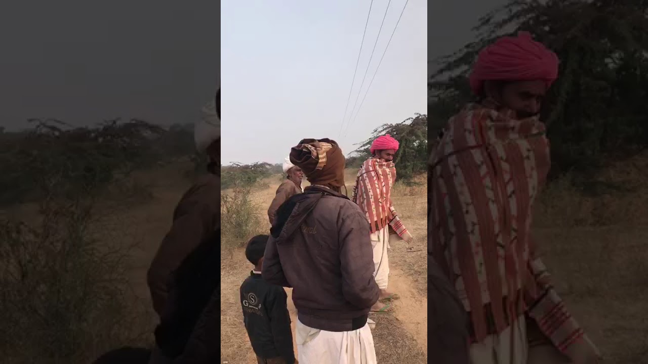 tiddi attack in rajasthan,#tiddiattackinindia,#tiddiattackinjalor #loor ...