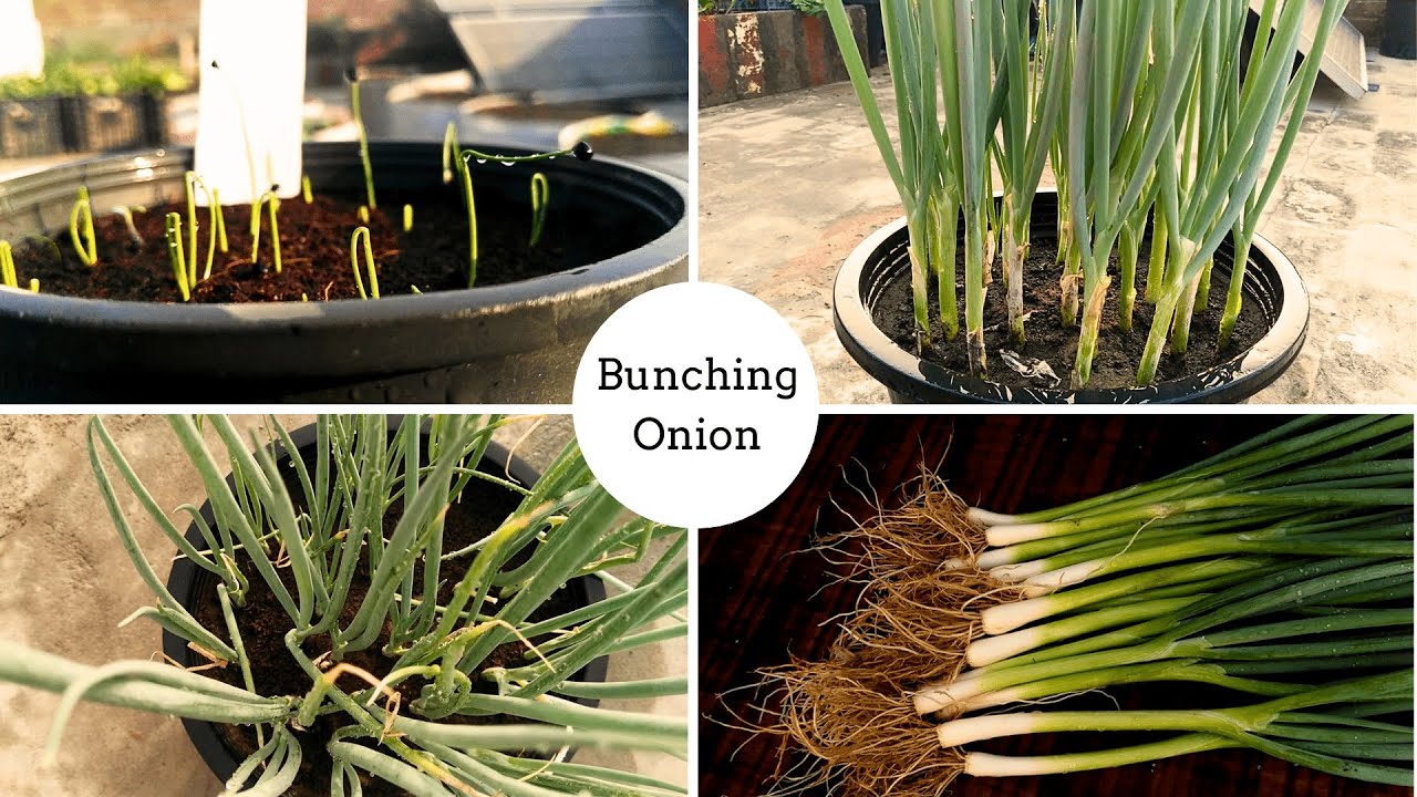 How to grow Bunching Onion at home | From Seed to Harvest - YouTube