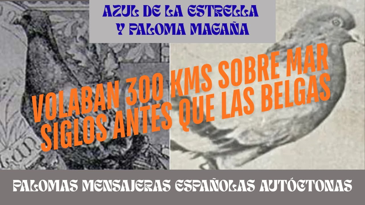 🇪🇦 PALOMAS MENSAJERAS ESPAÑOLAS / Razas AUTOCTONAS / Azul de la ...