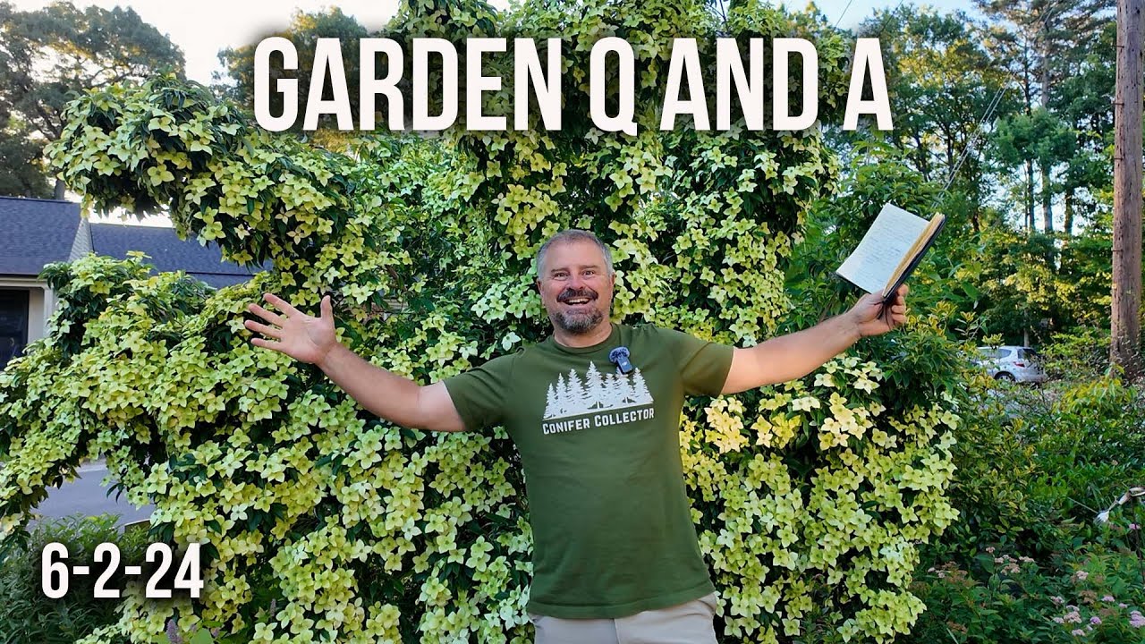 Great Garden Questions Answered - Conifers, Pruning, Monkey Puzzle ...