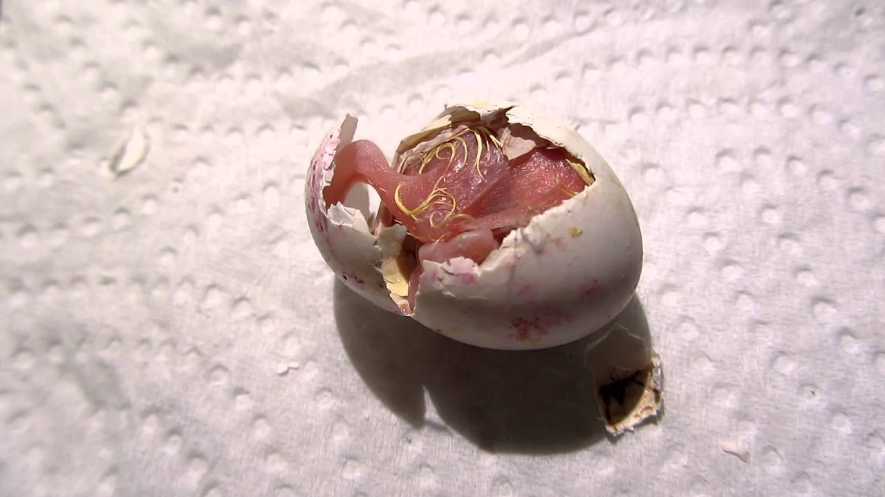 Baby cockatiel hatching - YouTube